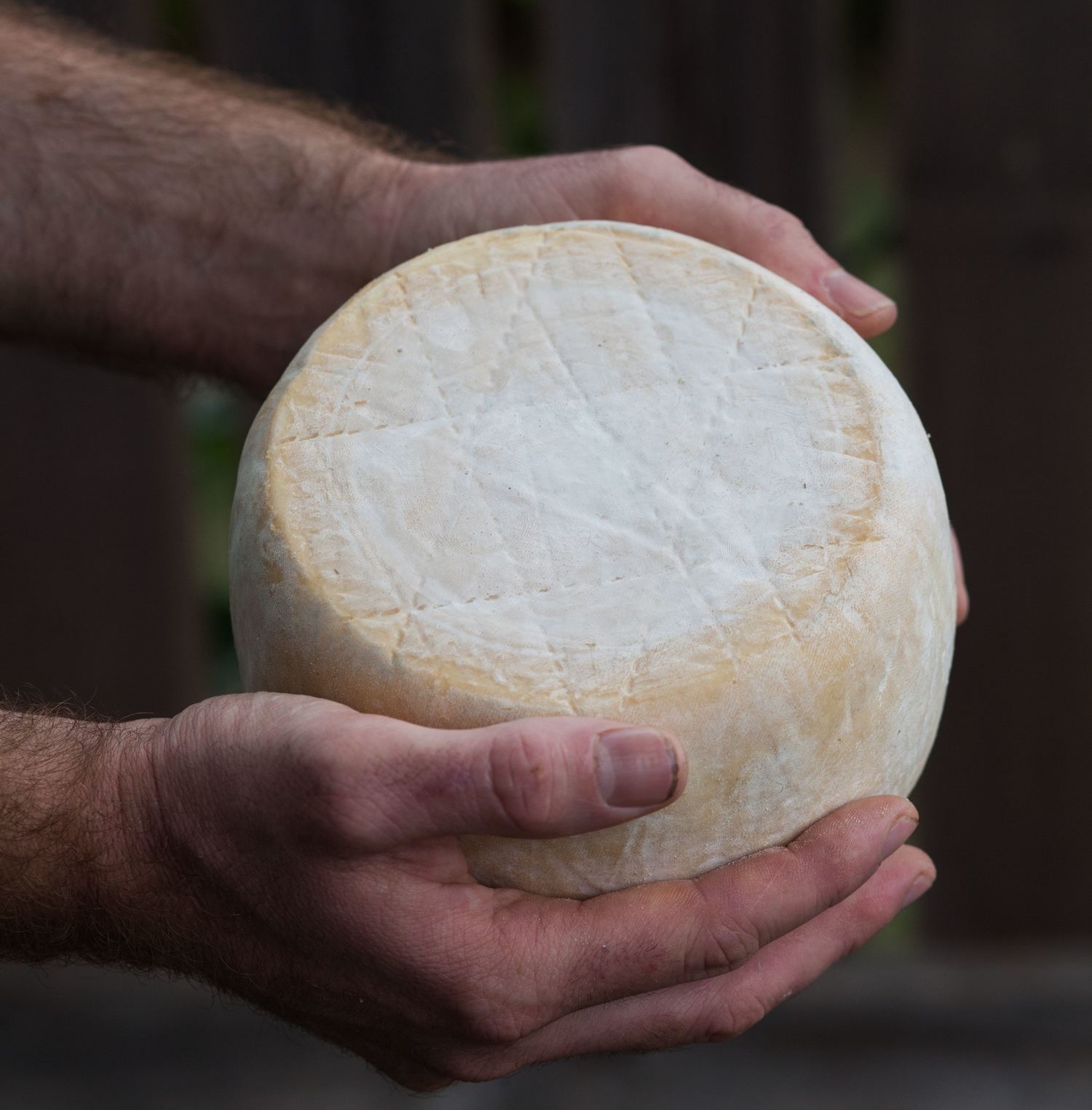 Back to school with David Asher to learn natural cheesemaking ...